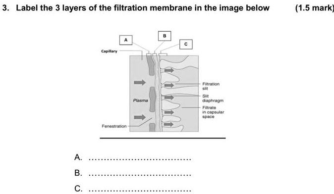 3. Label the 3 layers of the filtration membrane in the image below A ...
