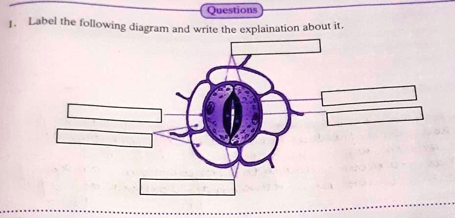 SOLVED: 'label the following diagram and write the explanation about it ... SOLVED: 'label the following diagram and write the explanation about it ...