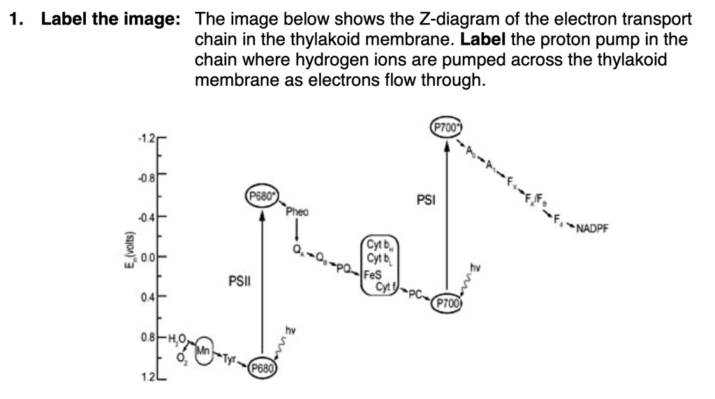 SOLVED: 1. Label the image: The image below shows the Z-diagram of the ...