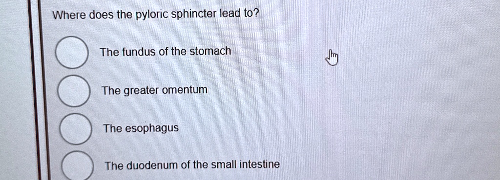Where does the pyloric sphincter lead to? The fundus of the stomach The ...