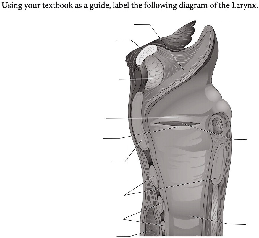 SOLVED: Lab Report: Larynx Using your textbook as a guide, label the diagram of the Larynx ...