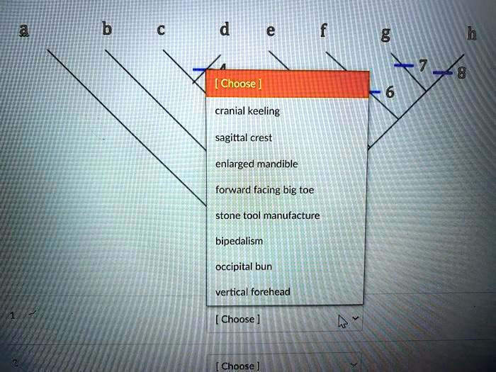 SOLVED:4 X7/8 [Choose cranial keeling sagittal crest enlarged mandible ...