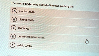 the ventral body cavity is divided into two parts by the a mediastinum ...