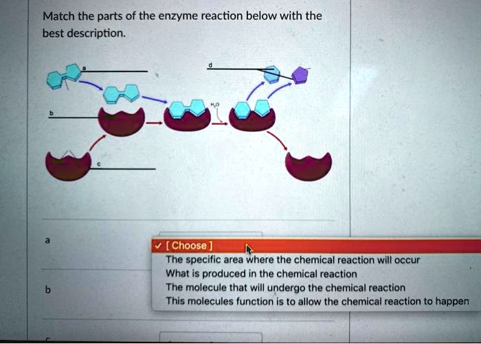 Enzyme Parts And Functions