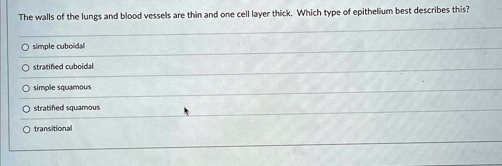 The walls of the lungs and blood vessels are thin and one cell layer ...