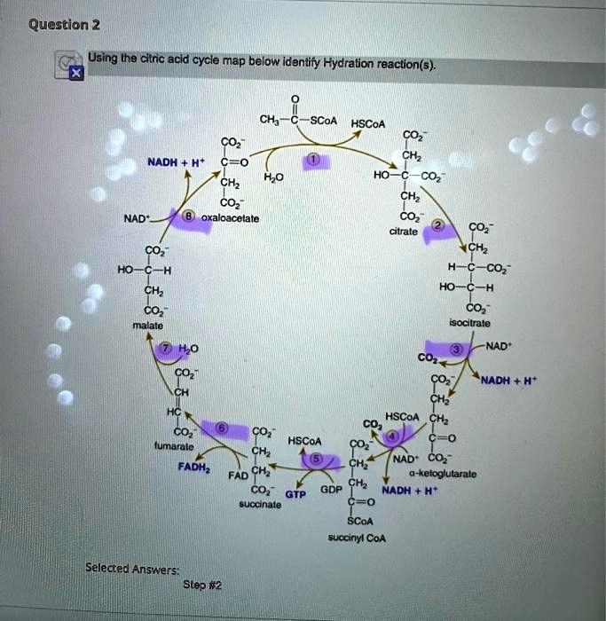 Question 2 X Using the citric acid cycle map below identify Hydration ...