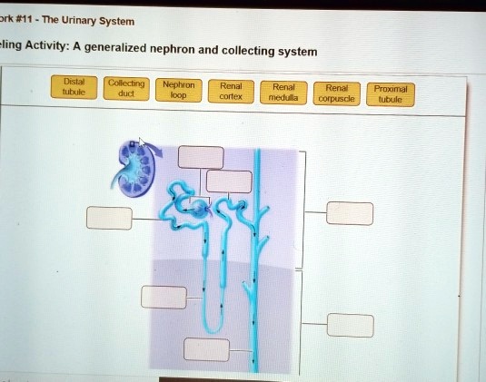 VIDEO solution: Text: Work #11 - The Urinary System Learning Activity ...