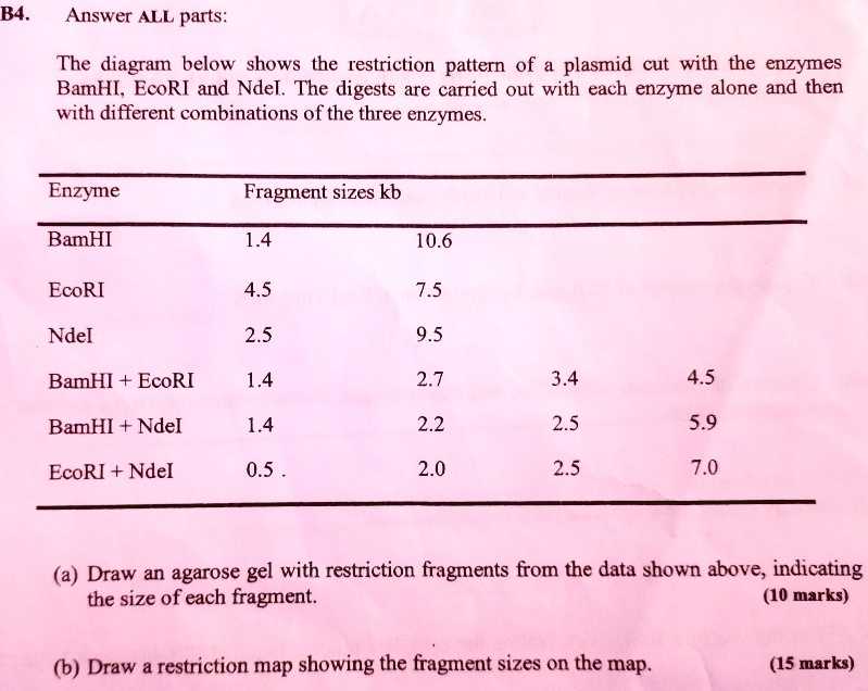 Solved The Diagram Below Shows The Restriction Pattern Of A Plasmid