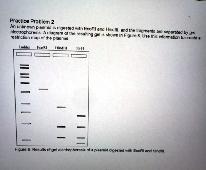 Solved Practice Problem 2 An Unknown Plasmid Is Digested With Ecori 6560