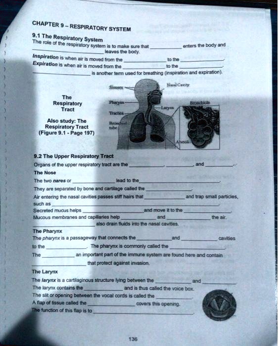 SOLVED: CHAPTER 9 - RESPIRATORY SYSTEM 9.1 The Respiratory System ...