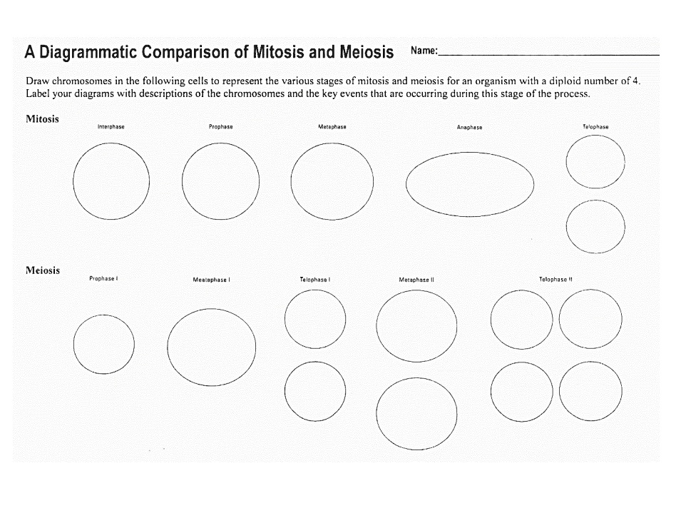 a diagrammatic comparison of mitosis and meiosis name draw chromosomes ...