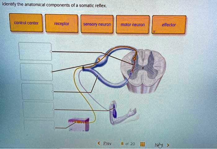 SOLVED: Identify the anatomical components of a somatic reflex: - Control center - Receptor ...