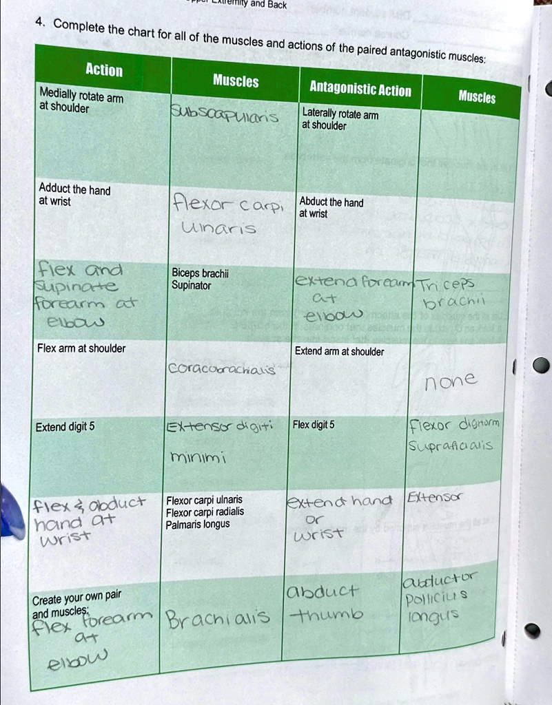 4. Complete the chart for all of the muscles and actions of the paired ...