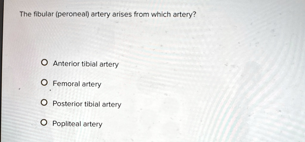 The fibular (peroneal) artery arises from which artery? O Anterior ...