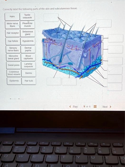 Correctly label the following parts of the skin and subcutaneous tissue ...