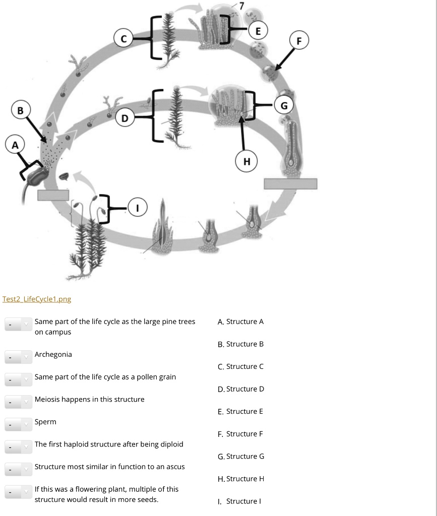 SOLVED: Text: IlF0 O Test2LifeCyclel png Same part of the life cycle as ...