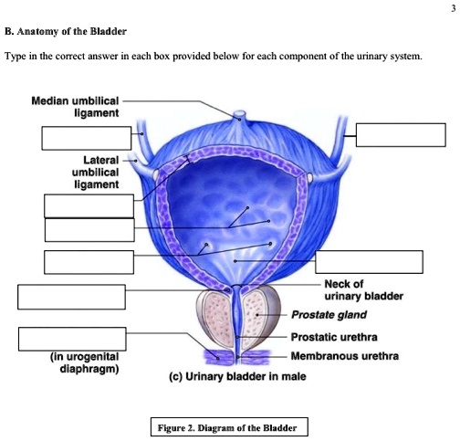 B. Anatomy of the Bladder Type in the correct answer in each box ...