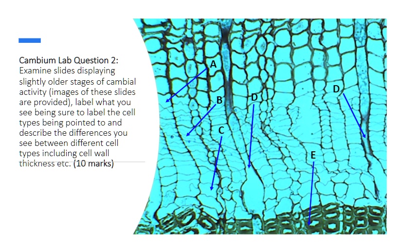 SOLVED:Cambium Lab Question 2: Examine slides displaying slightly older ...
