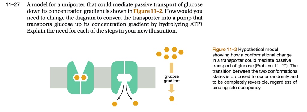 11-27 A model for a uniporter that could mediate passive transport of ...
