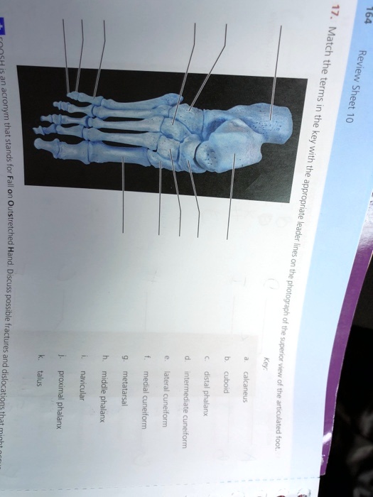 SOLVED: Review Sheet 10 a. Talus b. Metatarsal c. Cuboid d. Proximal ...