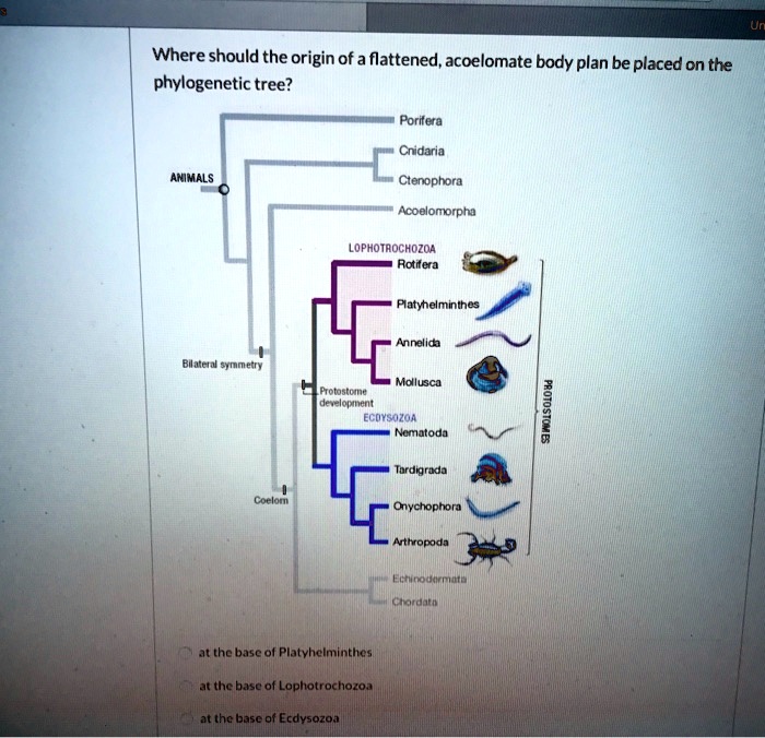 SOLVED: Where should the origin of a flattened,acoelomate body plan be ...
