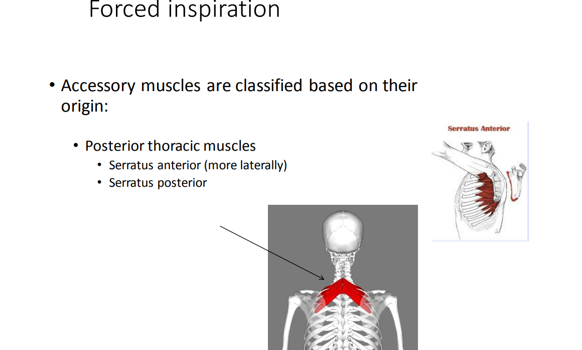 Forced inspiration - Accessory muscles are classified based on their ...