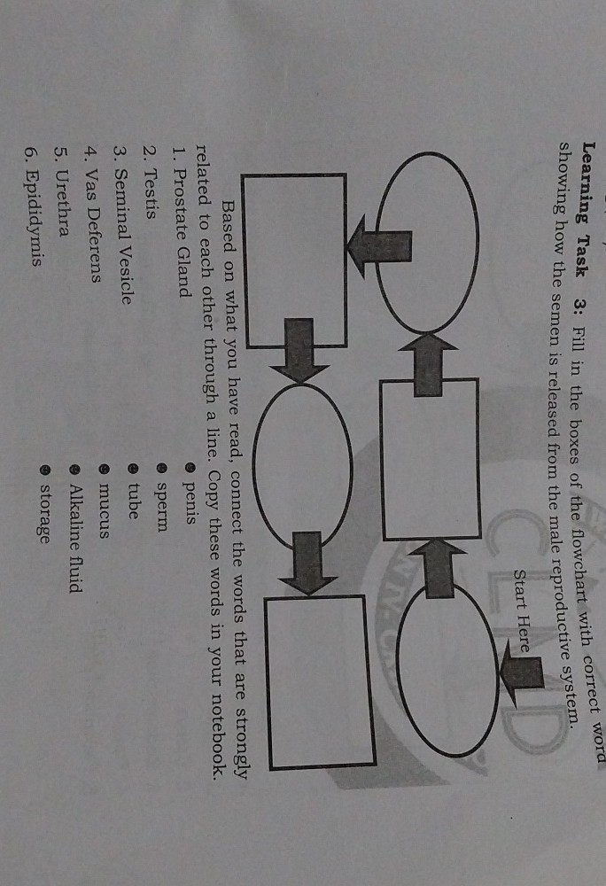 SOLVED: Learning Task 3: Fill in the boxes of the flowchart with correct word showing how the ...