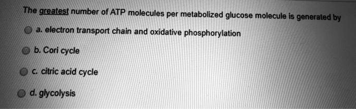 SOLVED: The greatest number of ATP molecules per metabolized glucose ...