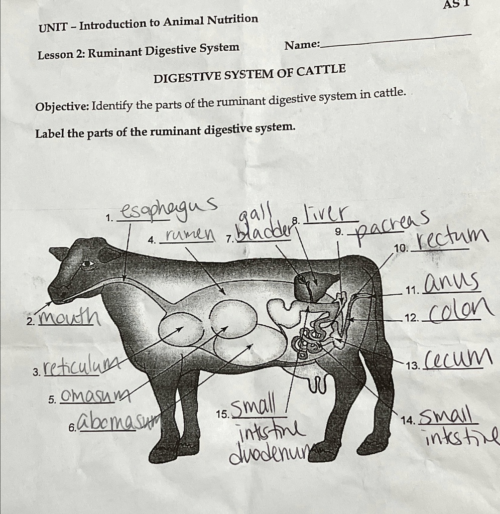 UNIT - Introduction to Animal Nutrition Lesson 2: Ruminant Digestive ...
