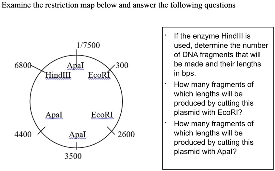 Examine the restriction map below and answer the following questions 1/7500 6800 Apal HindIII ...