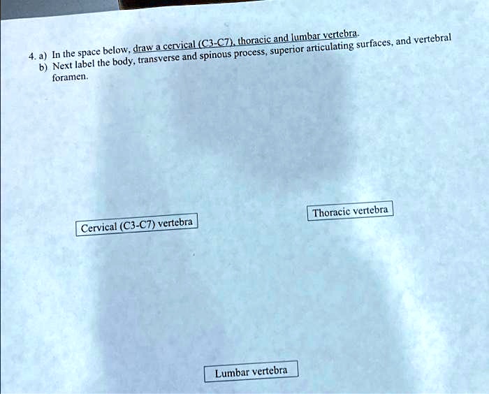 4. a) In the space below, draw a cervical (C3-C7), thoracic and lumbar ...