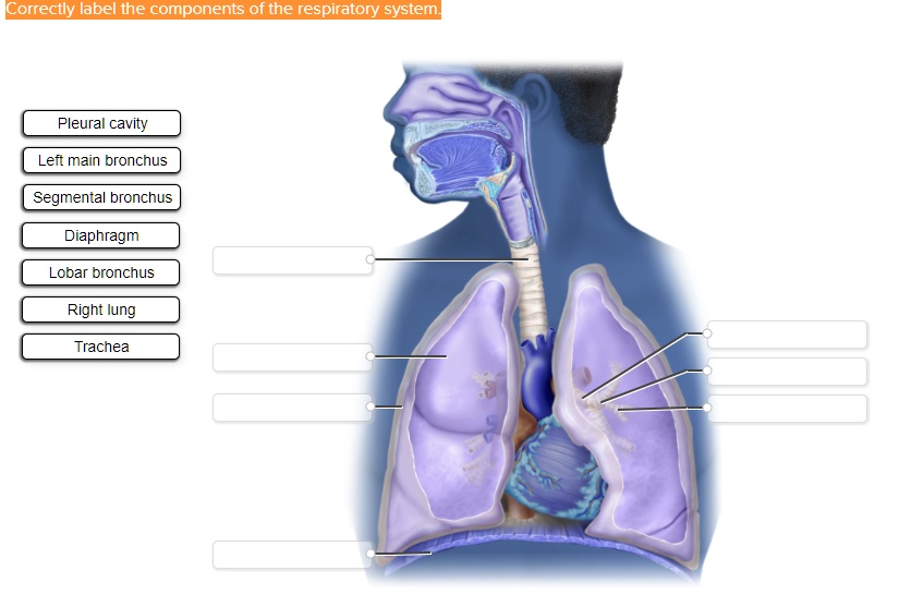 Correctly label the components of the respiratory system: - Pleural ...