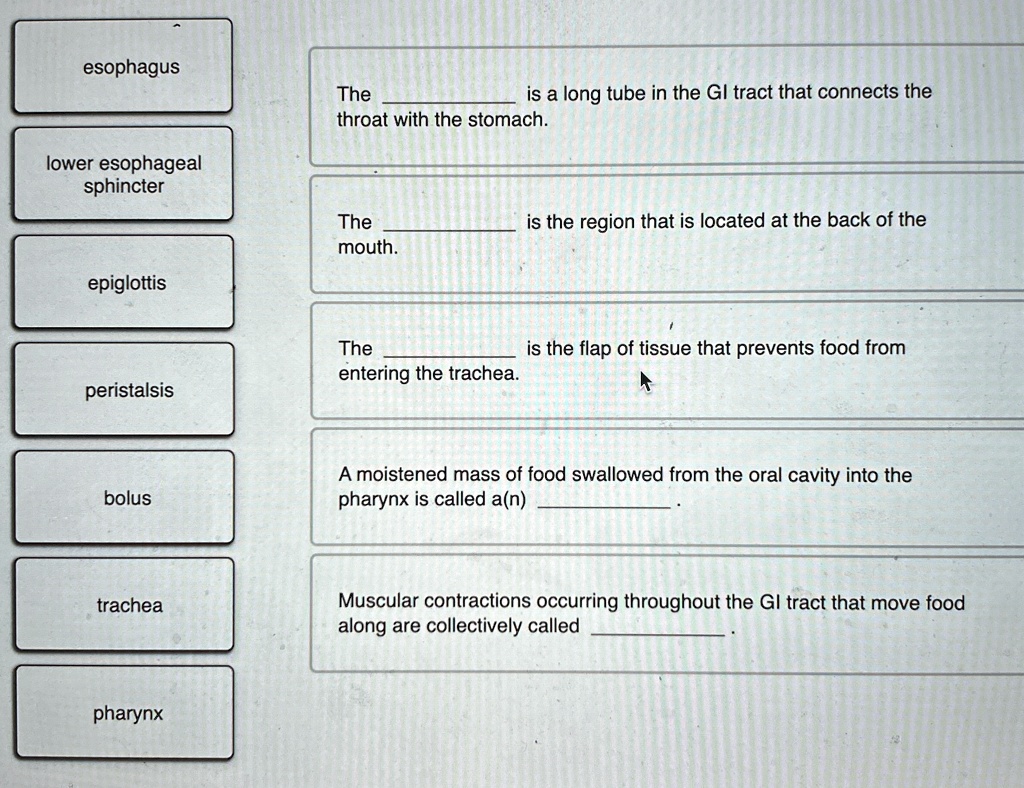 esophagus lower esophageal sphincter The is a long tube in the Gl tract ...