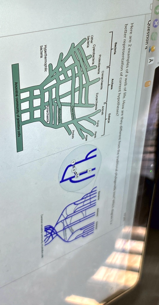 Question 4 Here are 2 examples of a web of life. How are they different ...