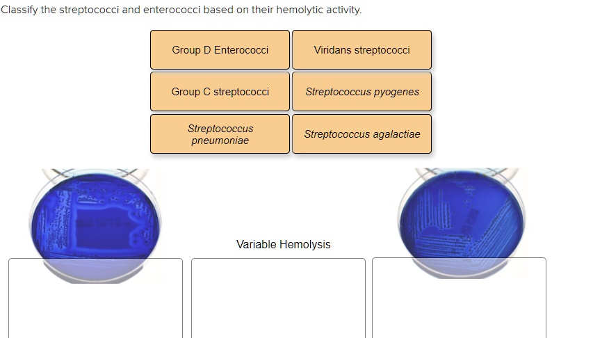 Classify the streptococci and enterococci based on their hemolytic ...