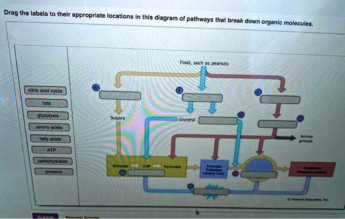 SOLVED: Drag the labels to their appropriate locations in this diagram ...