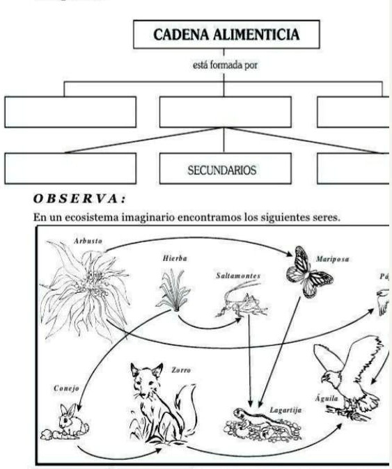 SOLVED: 1) Realizar la siguiente ficha de actividades. 2) De la cadena ...