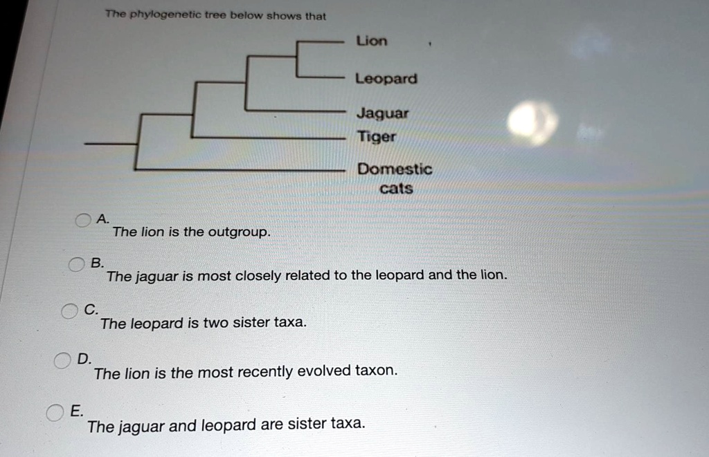 SOLVED: The phylogenetic tree below shows that: Lion Leopard Jaguar ...