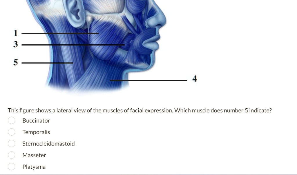1 3 5 4 This figure shows a lateral view of the muscles of facial ...