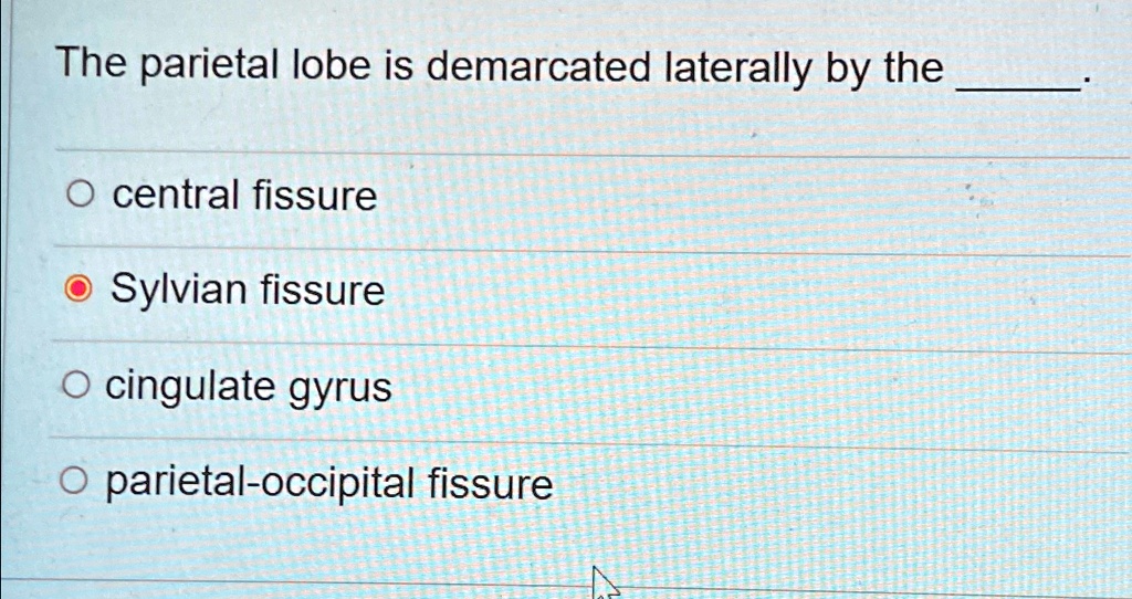 the parietal lobe is demarcated laterally by the central fissure ...