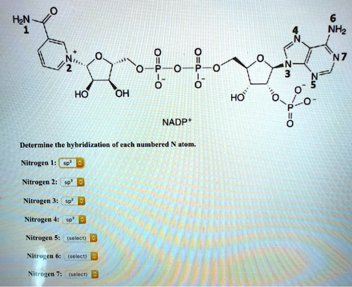 SOLVED: HzN NHz N7 HO OH HO 0 NADPt 0 Determine the hybridization o ...