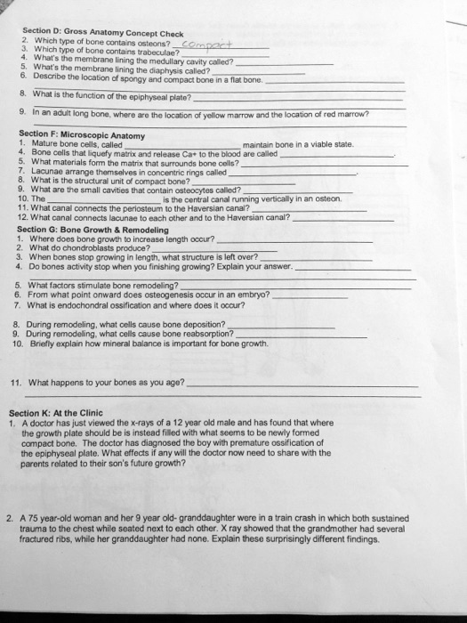 Section D: Gross Anatomy Concept Check 2. Which type of bone contains ...