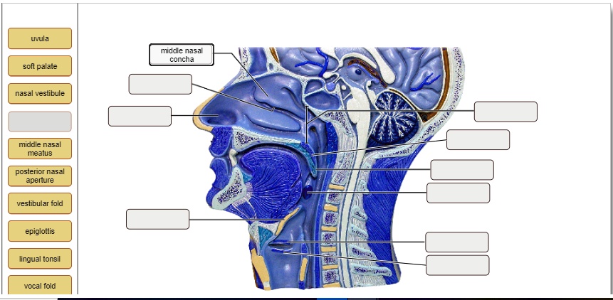 uvula middle nasal concha soft palate nasa vestibule middle nasal ...