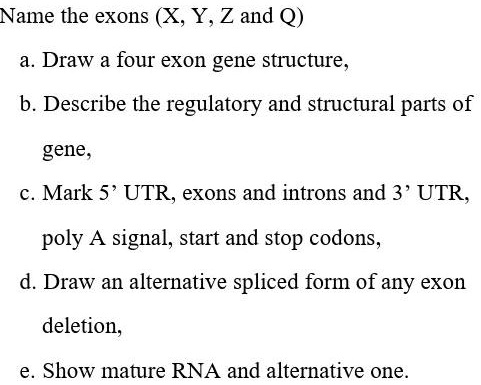 SOLVED: Name the exons (X, Y, Z and Q) a. Draw a four exon gene ...