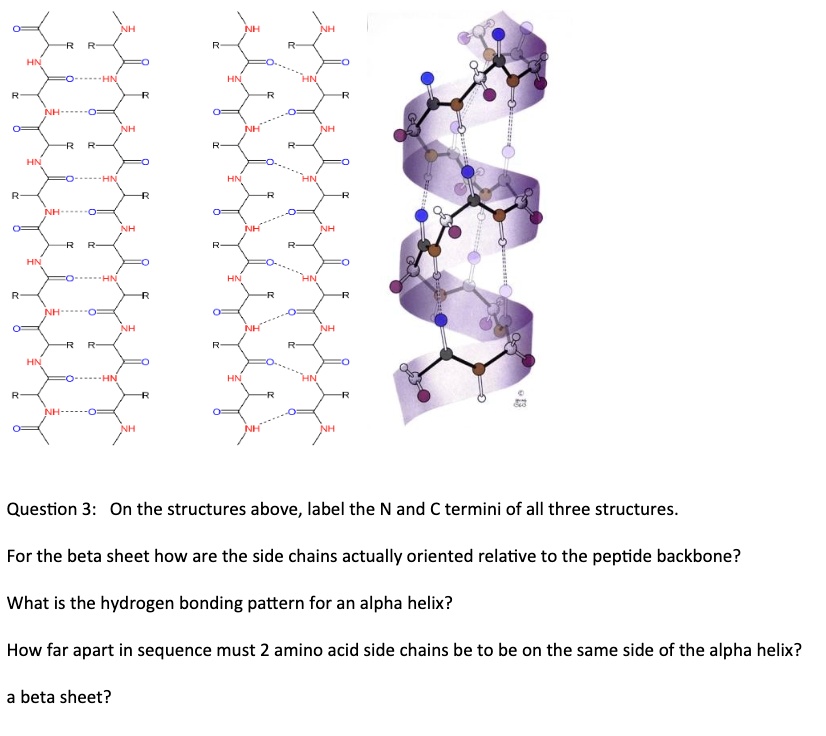 SOLVED: Question 3: On the structures above, label the Nand € termini ...