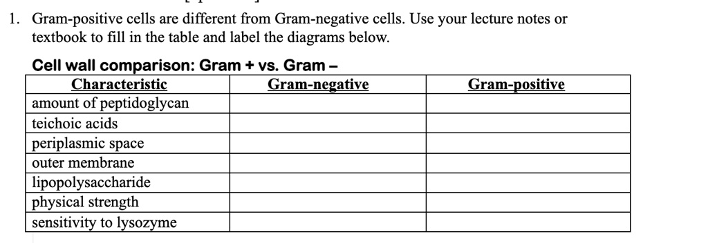 gram positive cells are different from gram negative cells use your ...