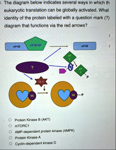 the diagram below indicates several ways in which th eukaryotic ...