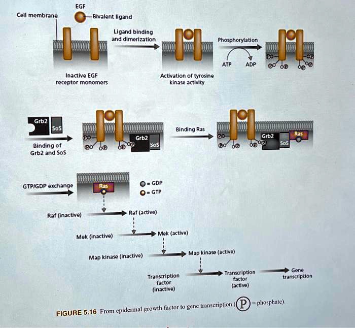 Consider the signal transduction pathway shown in the figure and ...