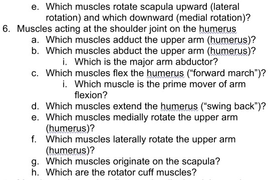 e. Which muscles rotate scapula upward (lateral rotation) and which ...