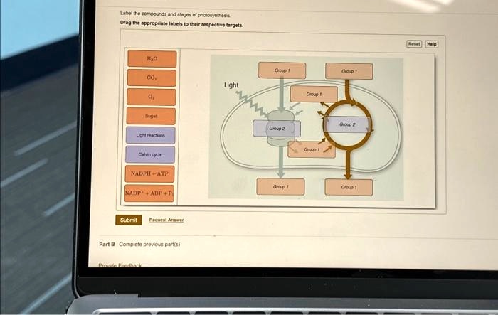 Texts: Label the compounds and stages of photosynthesis. Drag the ...
